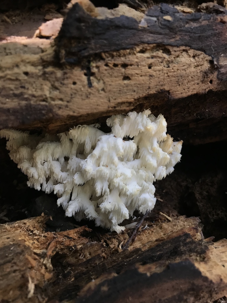 Coral tooth fungus from Parque Ecologico Chapultepec, Cuernavaca, MOR ...