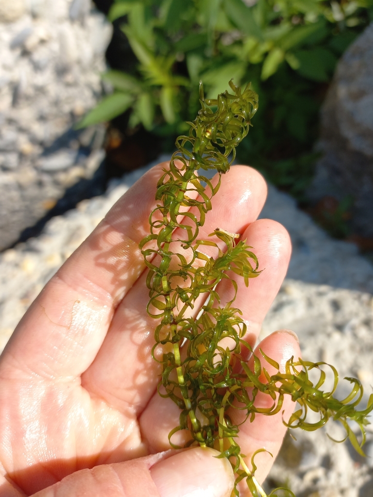 Nuttall's Waterweed from 15030 Coniolo AL, Italia on July 20, 2022 at ...