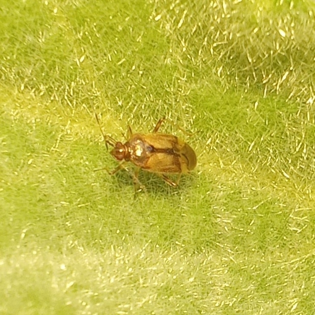 Plant Bugs from Rosewood QLD 4340, Australia on July 20, 2022 at 03:19 ...