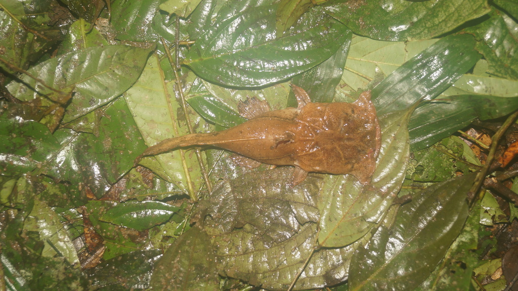 Chocolate Frogmouth Catfish from North Kayong Regency, West Kalimantan ...