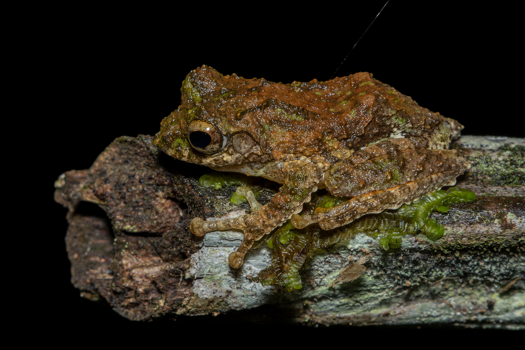 Serrate-legged small treefrog in July 2022 by Andaman Kaosung · iNaturalist