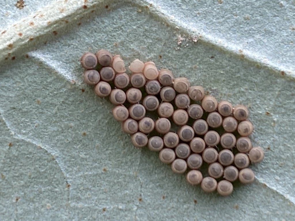 Lychee Stink Bug from 國立高雄大學, TW on July 13, 2022 at 10:25 AM by 張嘉修 ...