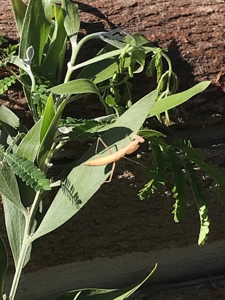 South African Mantis from Table Mountain National Park, Hout Bay, WC ...