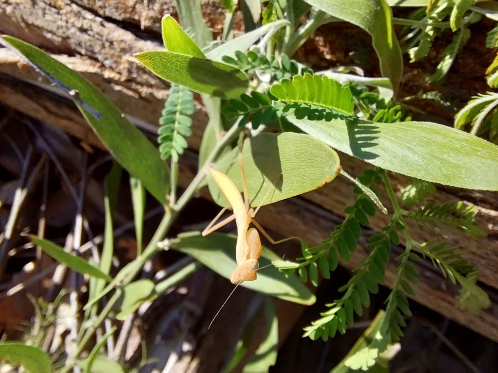 South African Mantis from Cape Town, South Africa on July 20, 2022 at ...