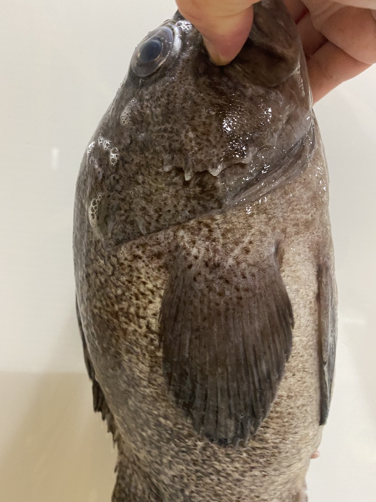 Fox Jacopever from 北海道, JP on July 20, 2022 at 06:29 PM by T. Yoshida ...