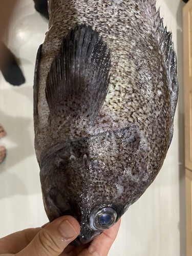 Sebastes vulpes · iNaturalist Mexico