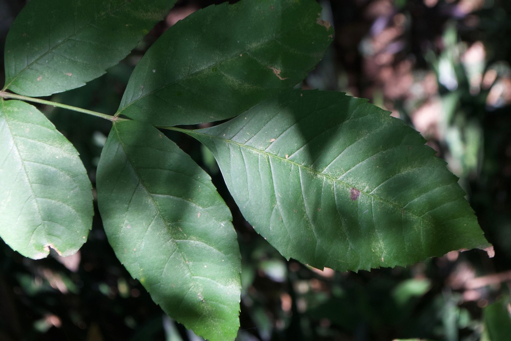 Shamel Ash from Bajada de Chapultepec 27, Chapultepec, 62450 Cuernavaca ...