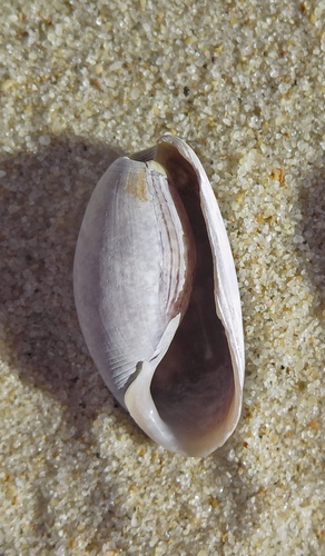 Subspecies Bulla striata striata · iNaturalist