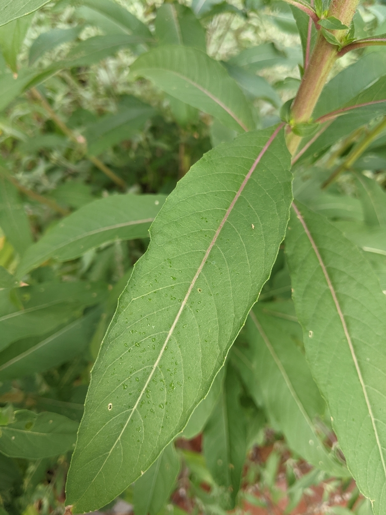 common evening-primrose from Windsor Locks, CT, USA on July 20, 2022 at ...