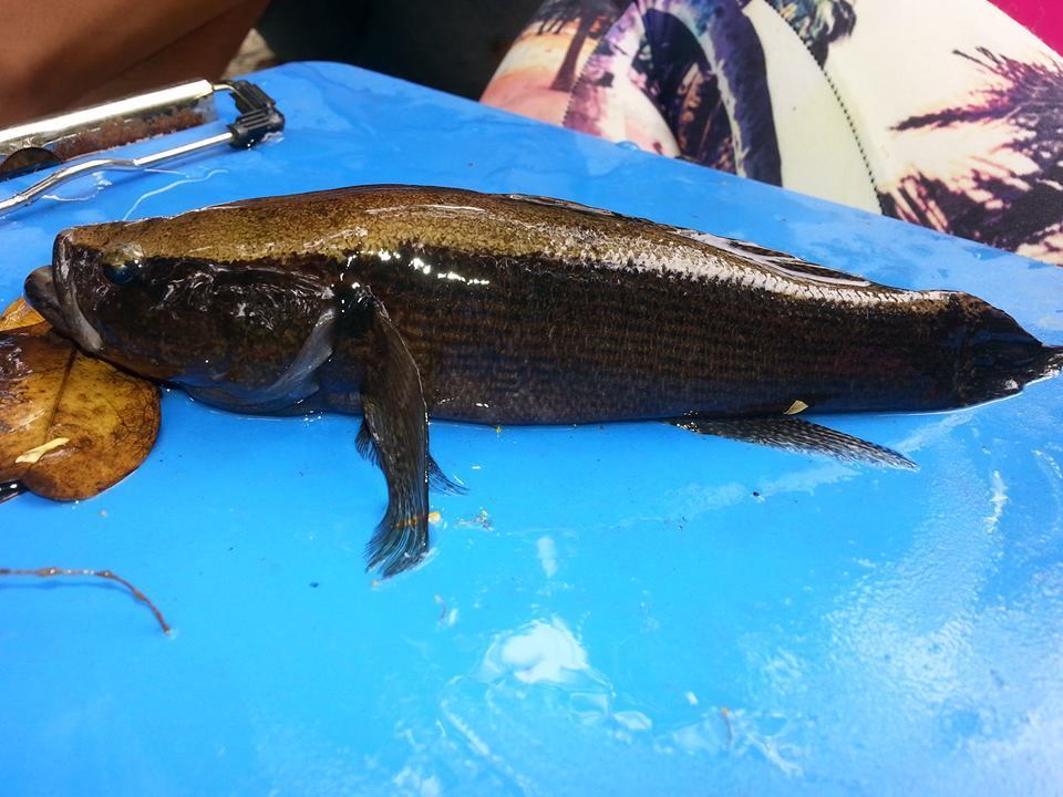 Spotted sleeper (A Guide to Freshwater Fish and Shrimp of the U.S ...