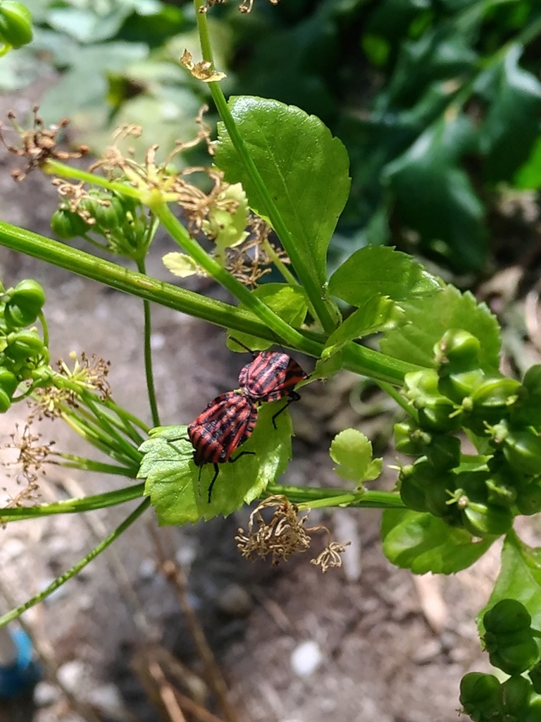 Continental Striped Shield Bug from 1500 Lisboa, Portugal on May 12 ...