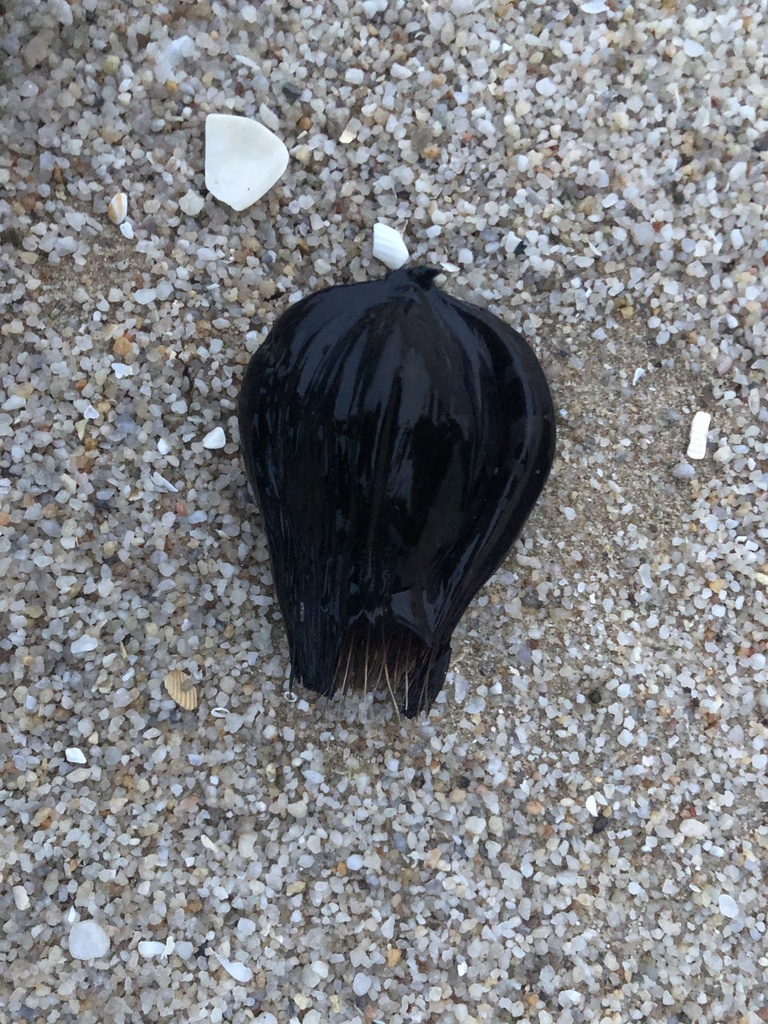 Fish Poison Tree from Gulf of Thailand, Rayong, TH on July 20, 2022 at ...