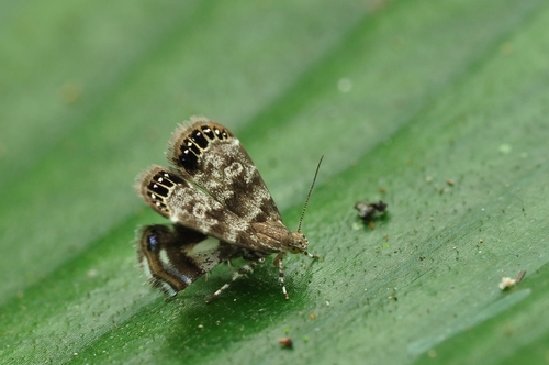 Brenthia formosensis · iNaturalist