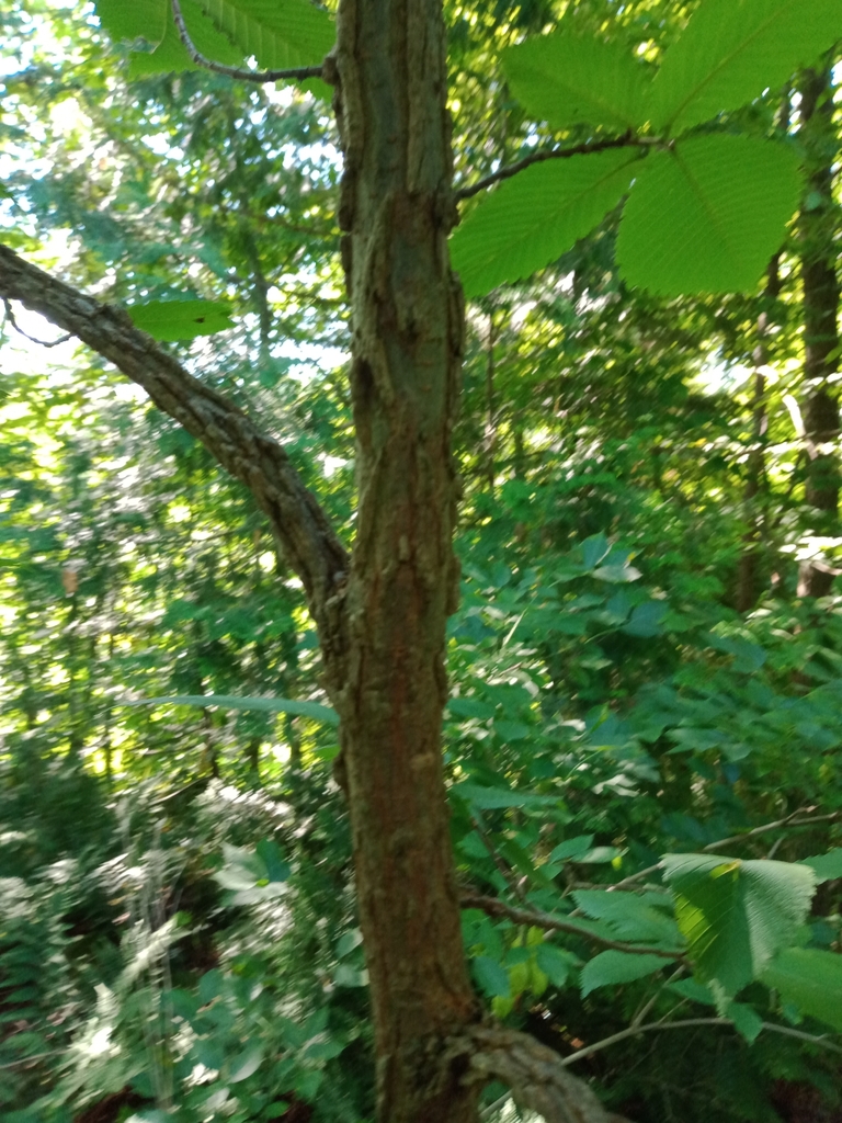 rock elm from Jamesville, NY 13078, USA on July 20, 2022 at 09:35 AM by ...