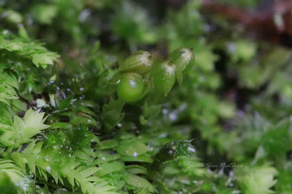 Aulacopilum: A Remarkable Moss Species in the Bryophyte Kingdom ...