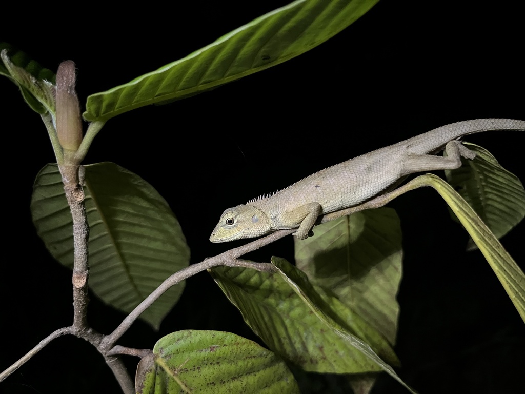 Oriental Garden Lizard from Koeng, Mueang Maha Sarakham, Maha Sarakham ...