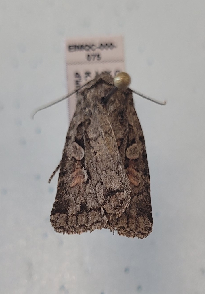 Grand Xestia Moth from Rivière-à-Claude, QC G0E 1Z0, Canada on July 22 ...