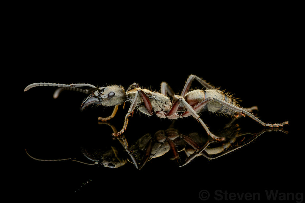 Hairy Panther Ant from Goliad County, TX, USA on January 24, 2021 at 05 ...