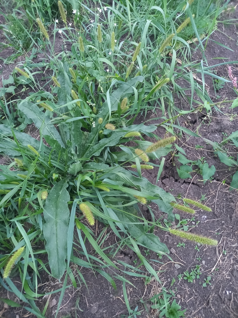 bur bristle grass from Lori Province, Armenia on July 20, 2022 at 08:04 ...