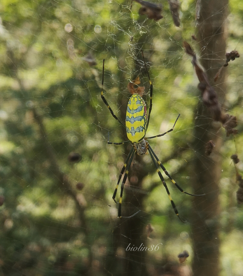 Joro Spider from 中国江苏省南京市 on October 2, 2021 at 01:58 PM by biolin36 ...