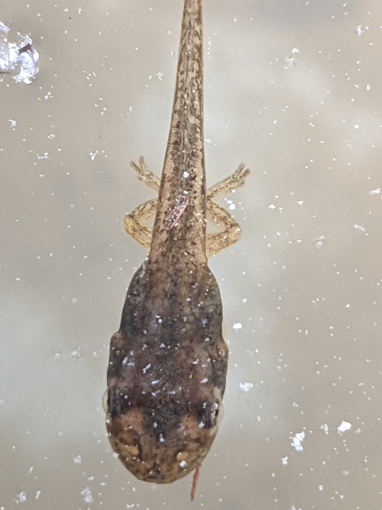 Frogs and Toads from Houston, AL 35572, USA on May 01, 2022 at 02:36 PM ...