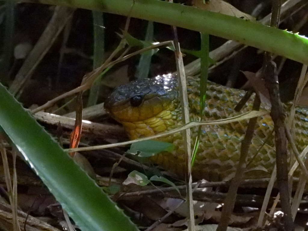 Amazon Puffing Snake from 08145, Perú on July 17, 2022 at 02:47 PM by ...