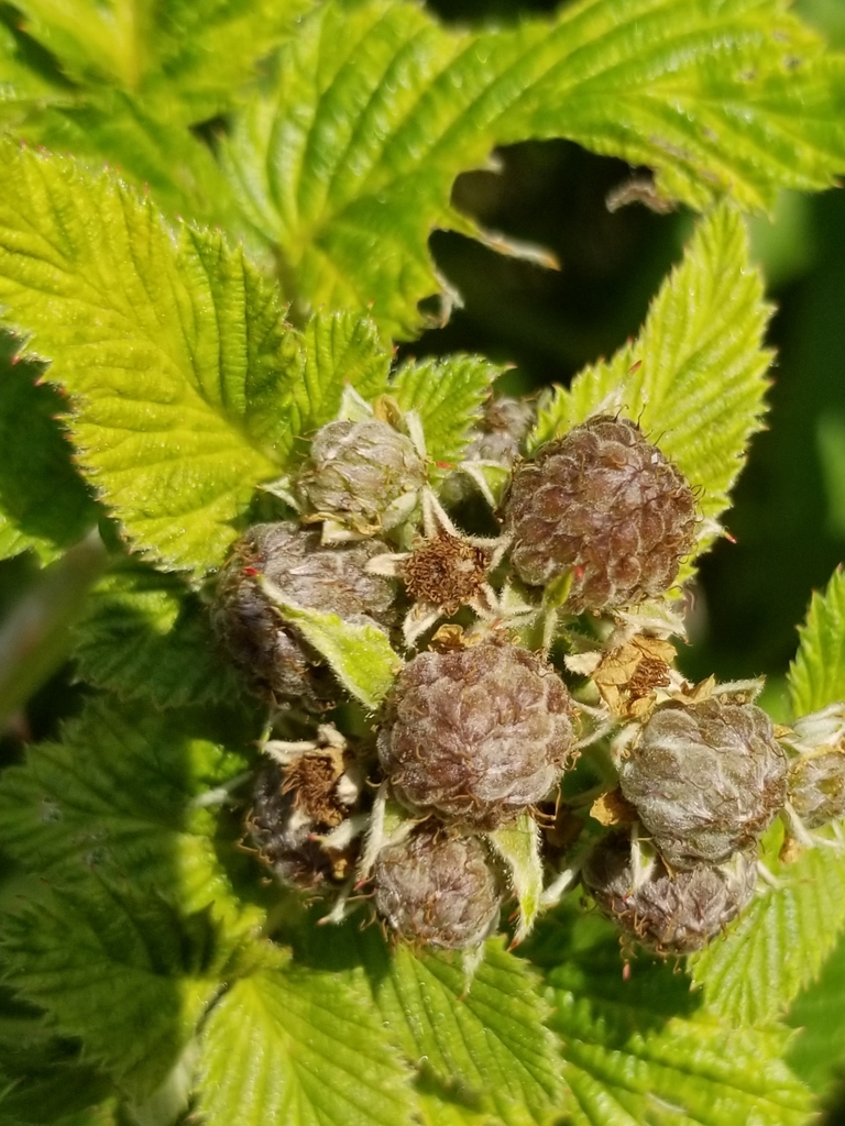 Ceylon Raspberry from Lobamba, Eswatini on July 12, 2022 at 10:12 AM by ...