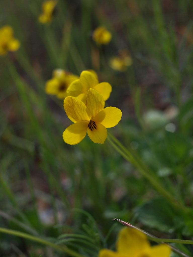 California Golden Violet from Orange County, CA, USA on April 5, 2014 ...
