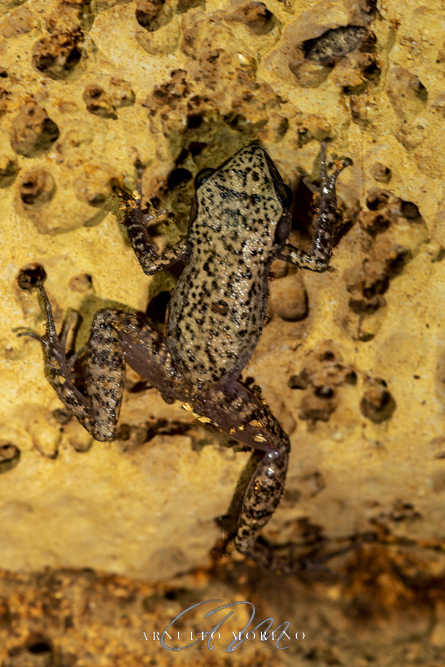 Rio Grande Chirping Frog from Soto la Marina, Tamps., México on May 16 ...