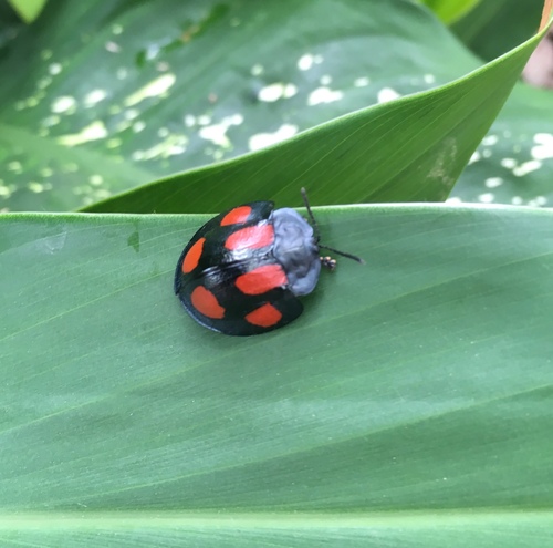 Stolas illustris · iNaturalist