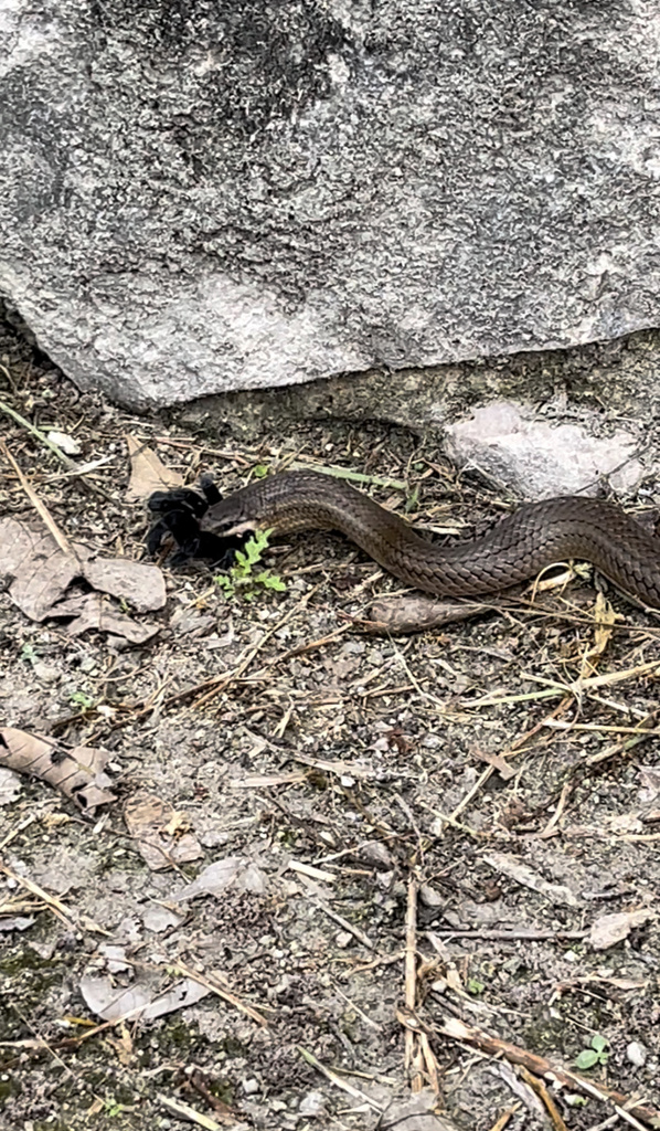 Blood Snake from Candelaria, Campeche, MX on July 10, 2022 at 09:02 AM ...