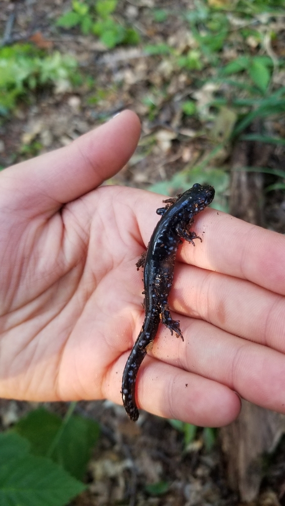 Blue-spotted Salamander from Woodrow Township, MN, USA on July 20, 2022 ...