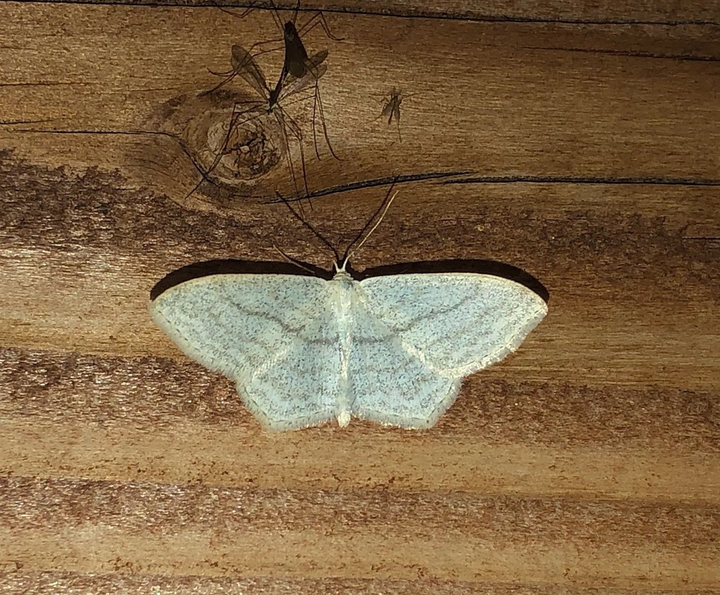 Waves and Mochas in July 2022 by Allen Fish · iNaturalist