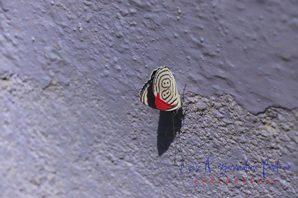 Diaethria anna anna from Hacienda el Trianon, Coatepec, Ver., México on ...