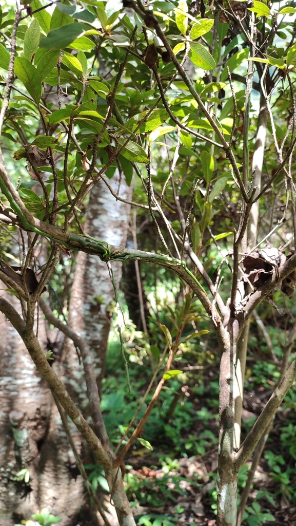 Chiloschista segawae in July 2022 by Hubert Hsu · iNaturalist