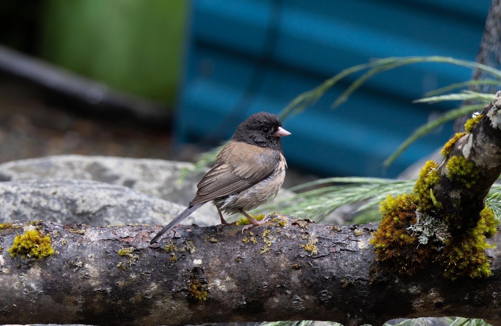 Dark-eyed Junco from SW Fern St, Tigard, OR, US on June 16, 2022 at 11: ...
