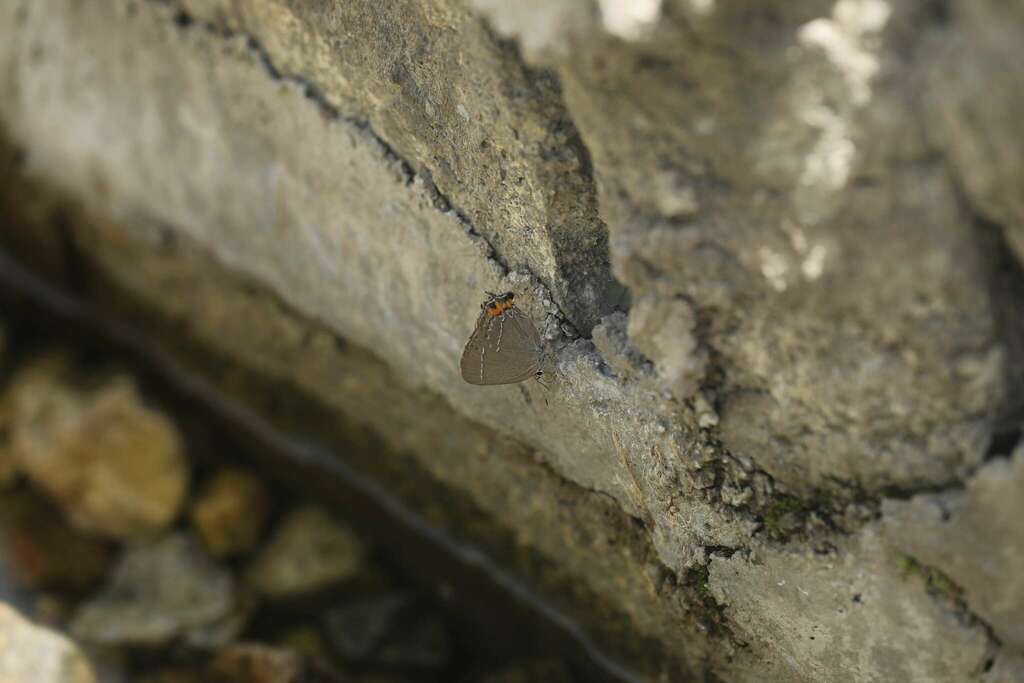 Satyrium eximia from 中国北京市怀柔区九渡河镇 on July 17, 2022 at 02:11 PM by 寒月米狼 ...