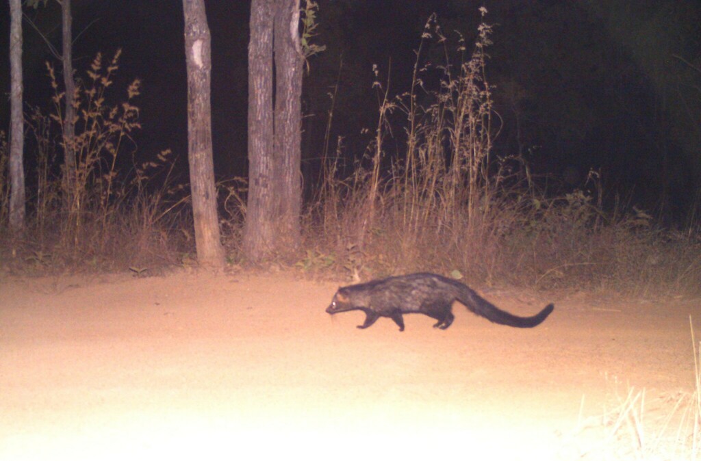 Asian Palm Civet from NH 75, Madhya Pradesh 471405, India on January 14 ...
