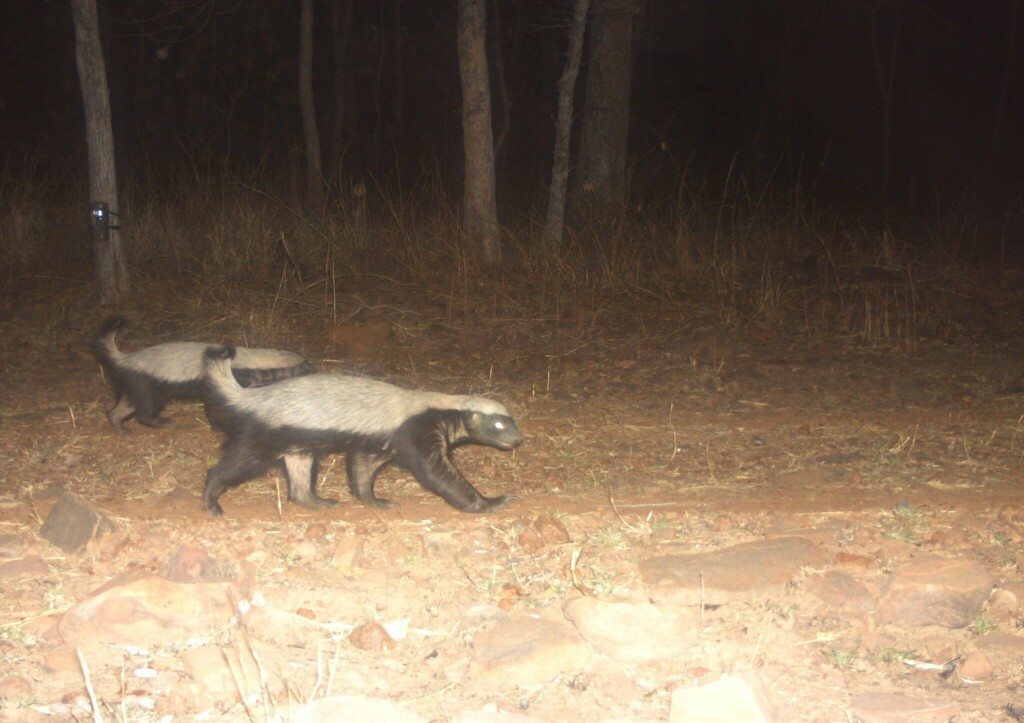 Indian Ratel from NH 75, Madhya Pradesh 471405, India on February 29 ...