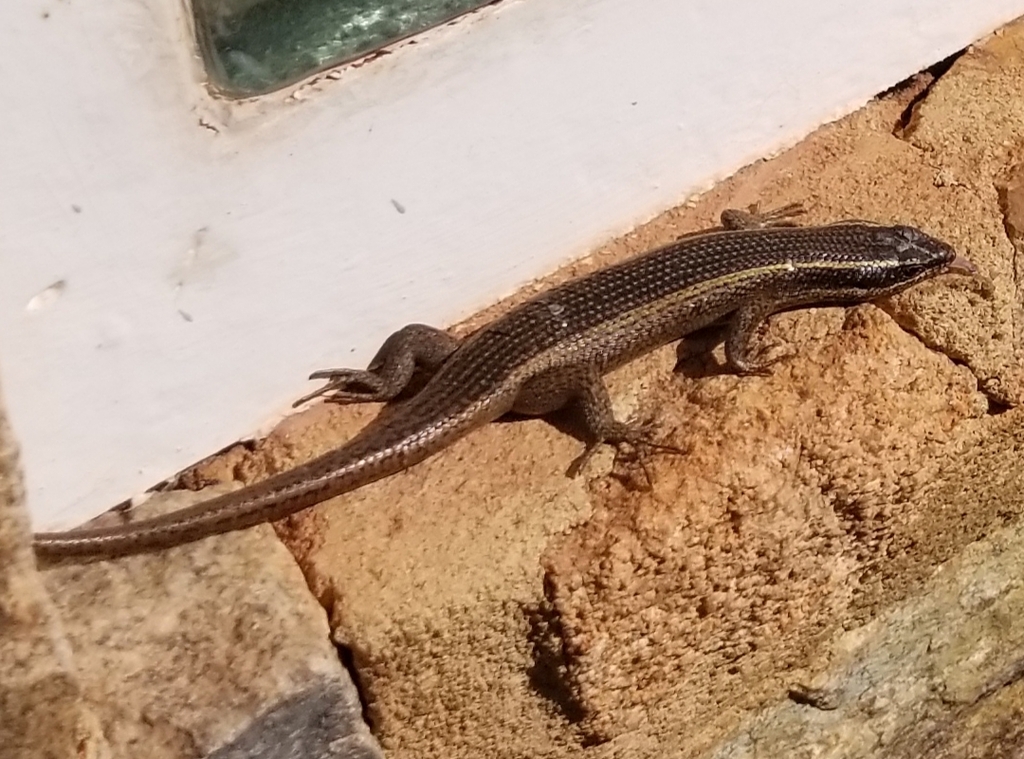 Speckled Rock Skink from Ngwenya, Eswatini on July 12, 2022 at 12:40 PM ...