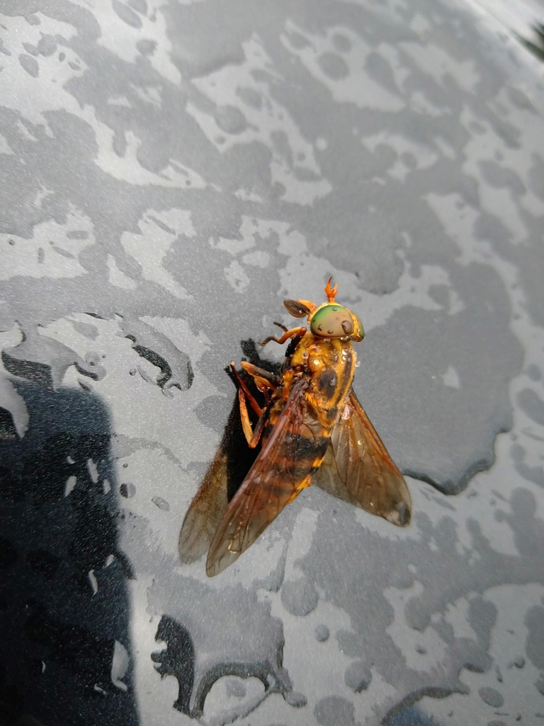 Tabanus chrysurus from 日本、〒912-0067 福井県大野市右近次郎40−82−2 on July 21, 2022 ...