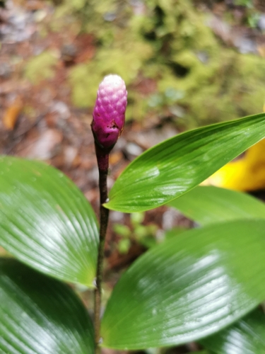 Elleanthus conifer · iNaturalist