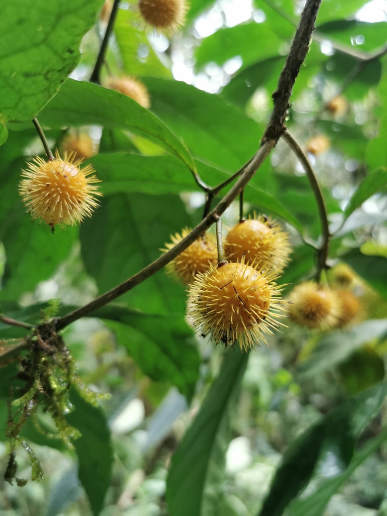 Mayna from Tundayme, Ecuador on July 10, 2022 at 02:40 PM by Jonathan ...