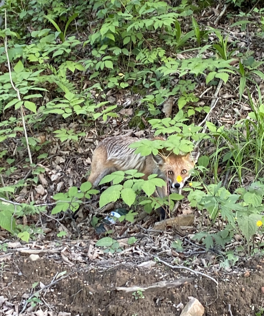 Ussuri Red Fox (Vulpes vulpes dolichocrania) - Know Your Mammals