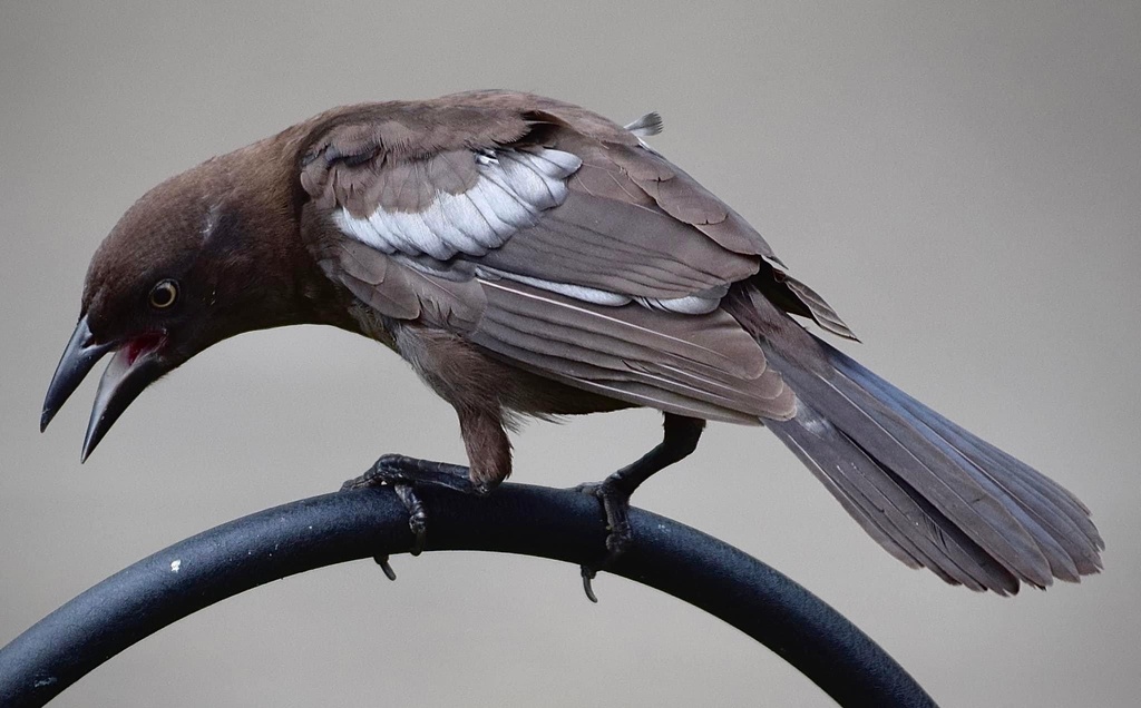 Common Grackle from Lakeland Ave, Lakewood, OH, US on July 21, 2022 at ...