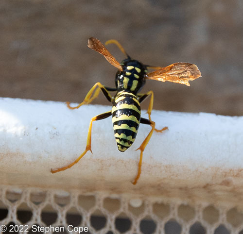 Typical Paper Wasps from oria andalucia spain on July 14, 2022 at 04:56 ...