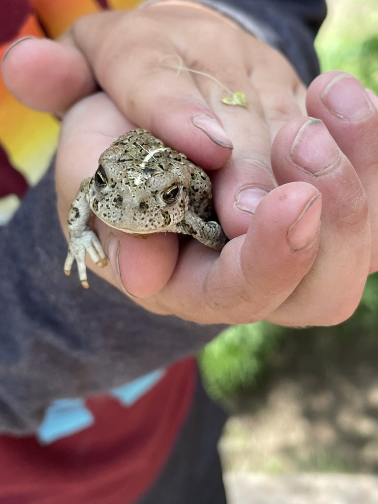 Western Toad from Aldous Lake, Dubois, ID, US on July 18, 2022 at 10:58 ...