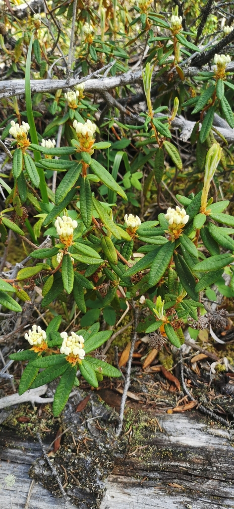 Bog Labrador Tea from Cadomin, AB T0E 0E0, Canada on July 03, 2022 at ...
