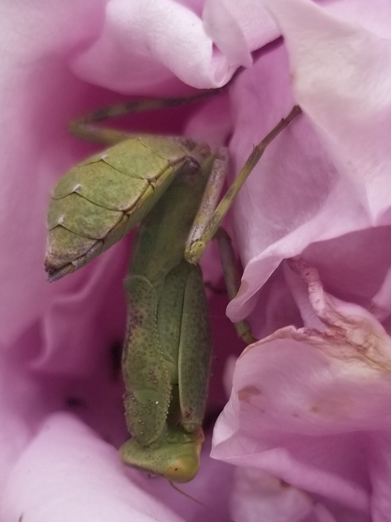 Wide-armed Mantis from Colbyn, Pretoria, 0083, South Africa on July 21 ...