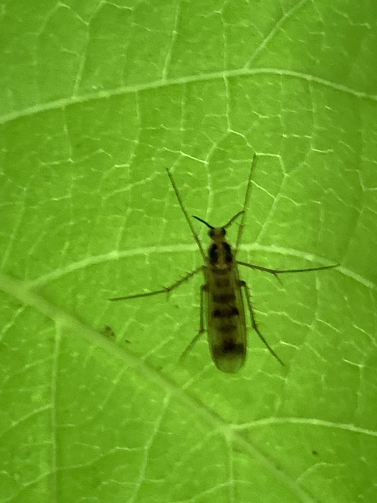 Nematoceran Flies from Pellston, MI, US on July 20, 2022 at 04:04 PM by ...
